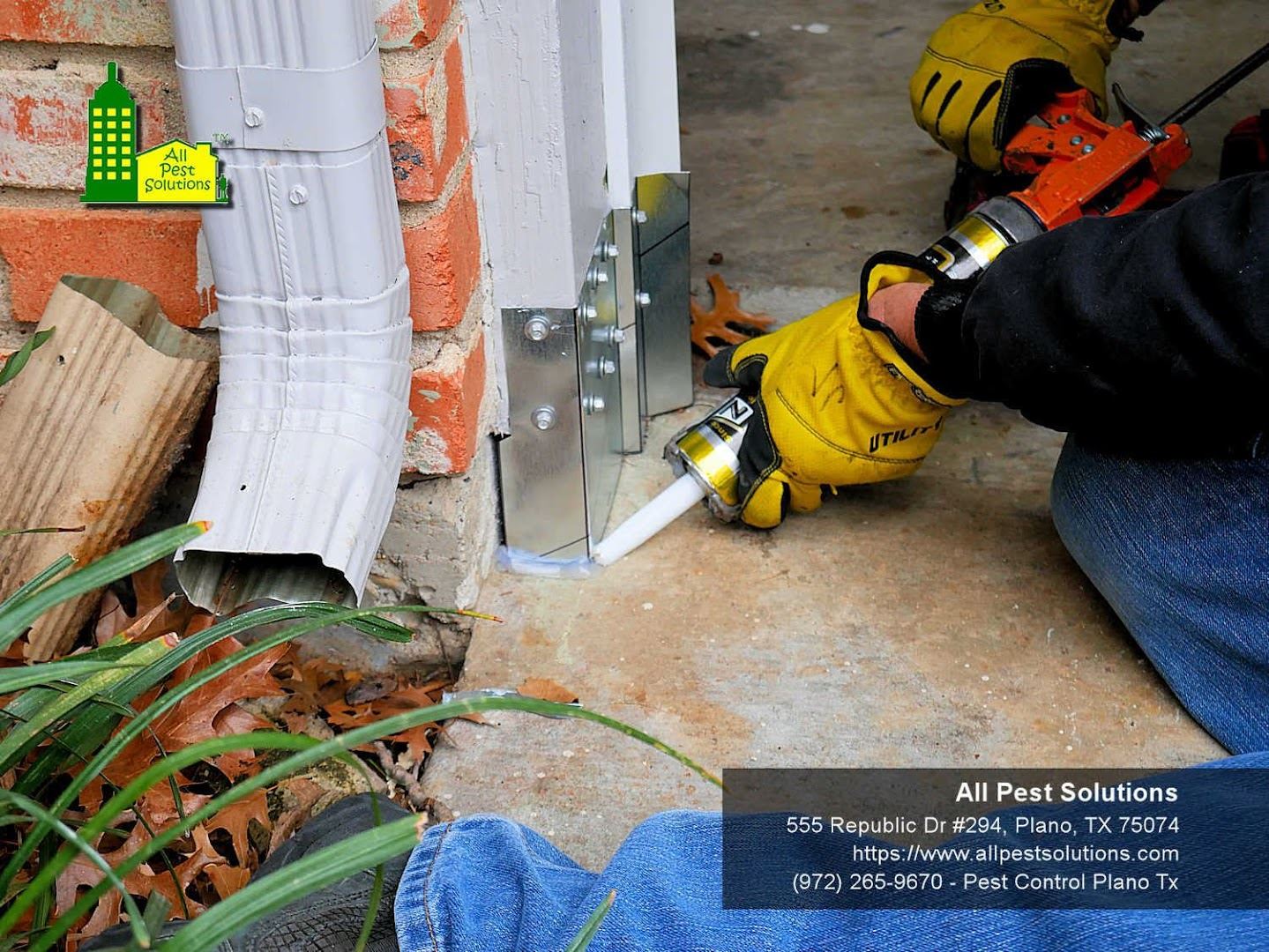 Gallery: Rodent Control | Wylie Pest Control